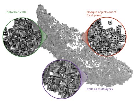 Artifacts Are Heterogeneous And Range In Shapes And Sizes A Umap Download Scientific Diagram