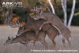 Rudolph The Red Nosed Reindeer What His Epic Transformation From Outcast To Hero Reveals About