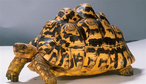 Leopard Tortoise Care Sheet Reptiles Cove