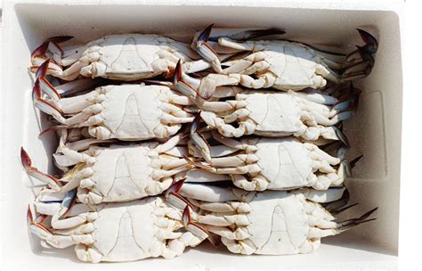 국산 햇 숫 꽃게 5kg 구리도매시장 온라인유통인 연합회