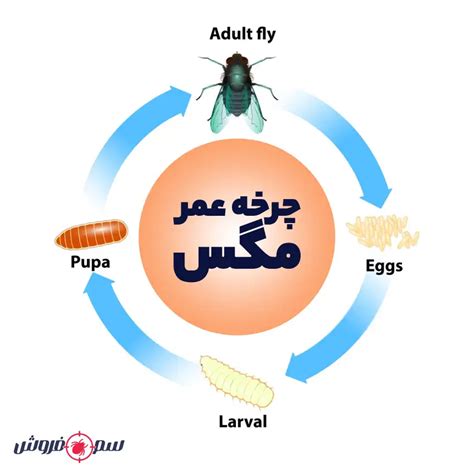 عمر مگس🪰 مگس چند روز عمر میکند؟ سم فروش