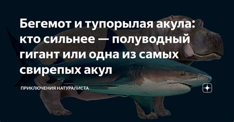 Бегемот и тупорылая акула кто сильнее — полуводный гигант или одна из самых свирепых акул