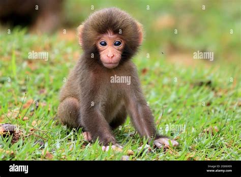 This Fuzzy Monkey Looks Directly Into The Camera Lens Kyoto Japan
