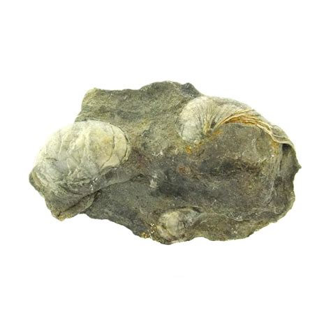 Group Of Gryphea Devils Toenail Marine Bi Valve Mollusc Fossils In