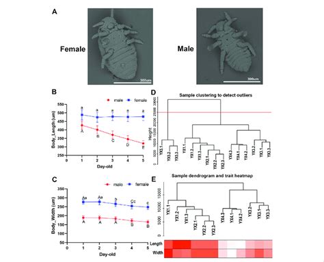 Characteristics And Transcriptome Analysis Of Male Aphid Download