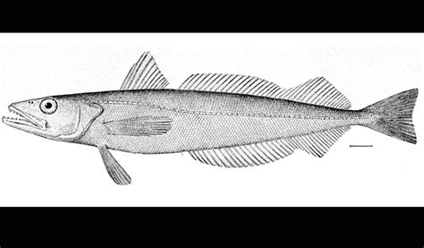 Miruna Patagońska Opinie Czy Jest Zdrowa Czy Ma Ości Czy Jest
