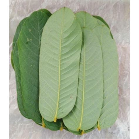 Jual Daun Ketepeng Cina Fresh Obat Kudis Dan Koreng Shopee Indonesia