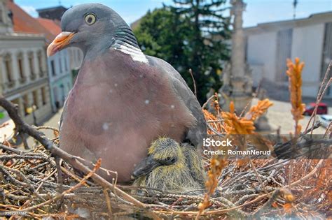비둘기는 비둘기를 따뜻하게 합니다 비둘기와 어린 꽥꽥이 비둘기 한 쌍이 창틀에 있는 작은 꽃 상자에 둥지를 틀었습니다 마을의 조류 생활의 개념 방의 창문을 통해 볼 수