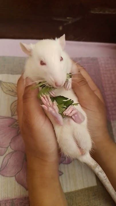 Safed Chuha Cute 🤗🤗 Angel😇😇 Youtube