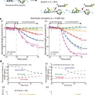PDF SsDNA Accessibility Of Rad51 Is Regulated By Orchestrating