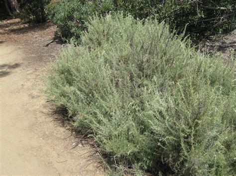 Photo Of The Entire Plant Of Coastal Sagebrush Artemisia Californica