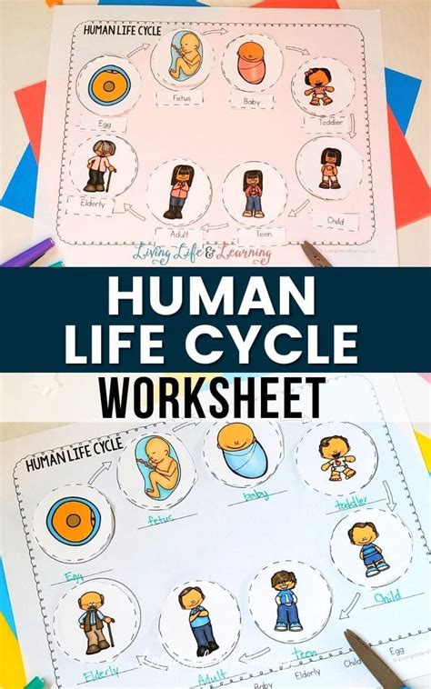 Human Life Cycle Worksheet Artofit
