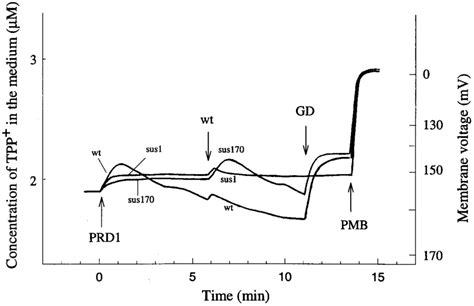 Tpp Binding Dependence On The Type Of Phage Particles Added The Download Scientific Diagram