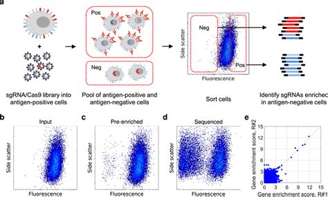 Antibody Target Deconvolution Using Crisprcas9 Screening A Schematic
