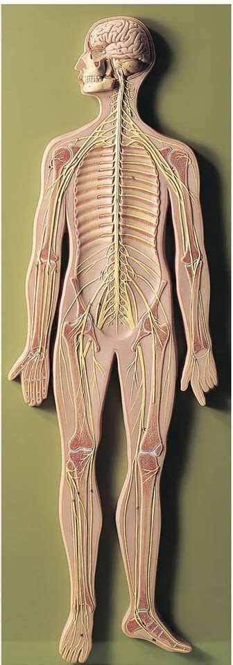 Nervous System Model Diagram Quizlet