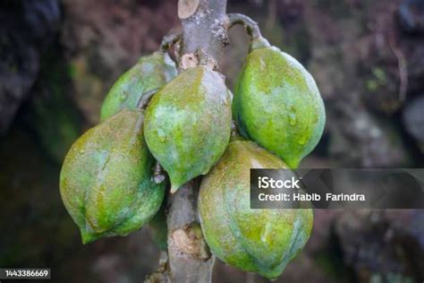 Carica 또는 파파야 나무 의 클로즈업 자연 정원의 신선한 녹색 파파야 또는 카리카 나무 0명에 대한 스톡 사진 및 기타 이미지 Istock