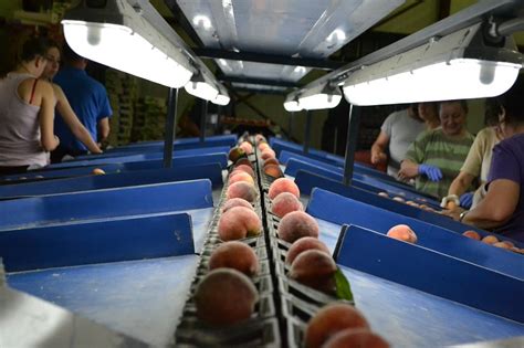 sorting grading packaging line for peaches and nectarines