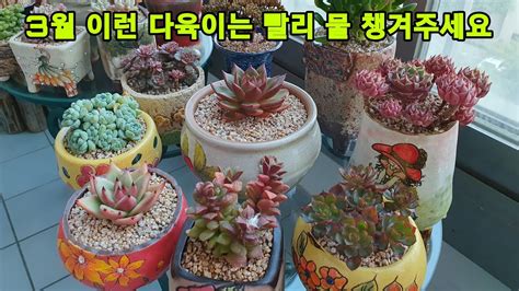 다육이♡ 3월 이런 다육이는 빨리 물 챙겨 주세요💓💓 Youtube