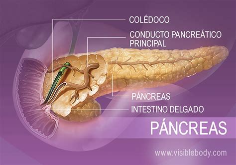Conducto Pancreático Accesorio