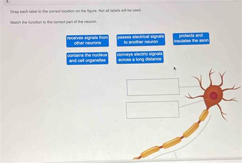 Solved Drag Each Label To The Correct Location On The Figure Not All