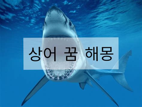 상어 꿈 해몽 상어 태몽 상어 잡는 꿈 상어에게 물리는 꿈 네이버 블로그