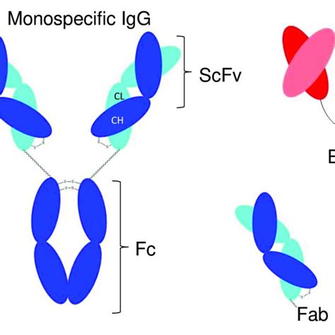 Structure Of Monospecific Igg Fab Scfv And Bite V H Variable Heavy