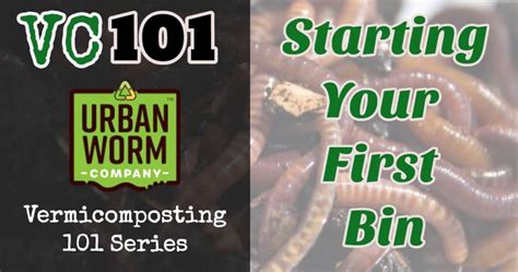 How To Start A Worm Bin The Right Way Vermicomposting 101