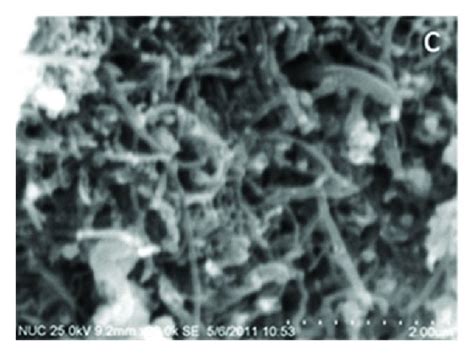 Sem Micrographs Of Mwcnts Before And After Coated A Pristine Mwcnts