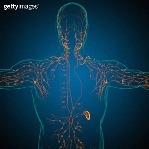 Human Lymph Nodes Anatomy For Medical Concept 3d Rendering 1317284579 게티이미지뱅크