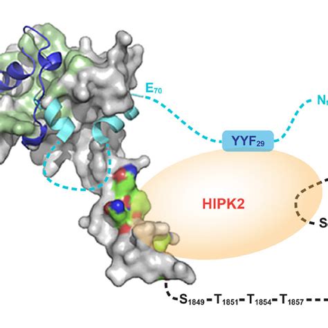 Chromatin Modifying Complexes A Human Atp Dependent Remodeling