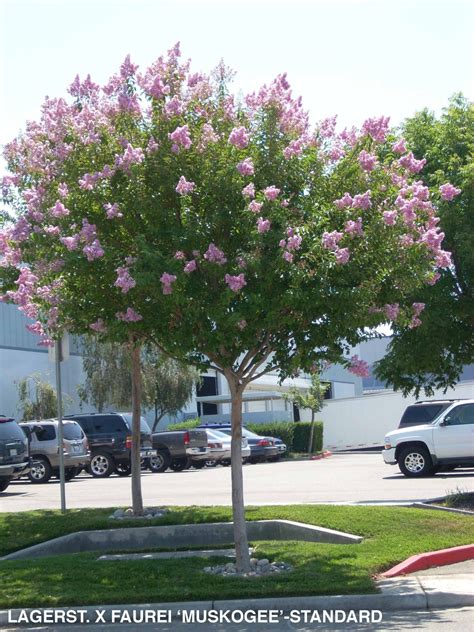 Lagerstroemia Indica X Fauriei Muskogee Standard Archives Jeffwortham