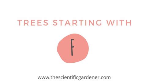 Tree Names Starting With F The Scientific Gardener