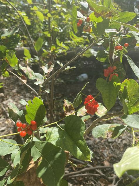 Berry Identification R Foraging
