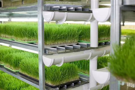 Premium Photo Racks With Large Plantations Wheatgrass Grown For