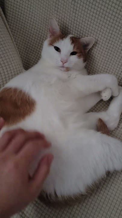 자는데깨워서 심기불편한 냥 고양이브이로그 고양이 고양이영상 Cat 귀여운 Catlover 귀여운고양이 Cute