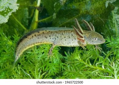 Newt Larvae Over 208 Royalty Free Licensable Stock Photos Shutterstock