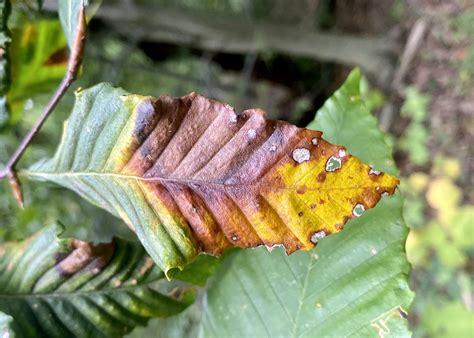 Beech Leaf Disease Threatens Americas Forests Bio News