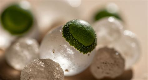 Benthic Community Integrity → Term