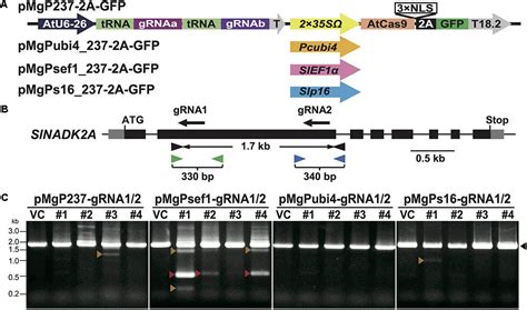 Mutation Detection Using Surveyor Tm Nuclease Request Pdf Surveys For