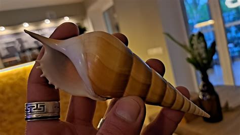 Королевская ракушка Б У Youtube