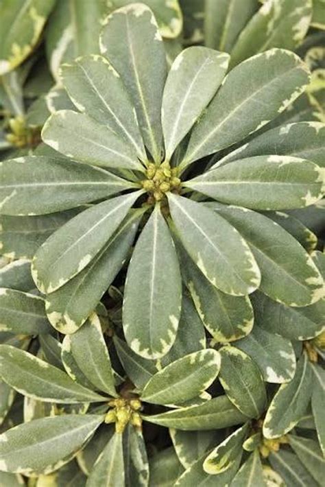 Mojo® Pittosporum 1 Gallon — Variegated Evergreen Shrub Coastal And Heat
