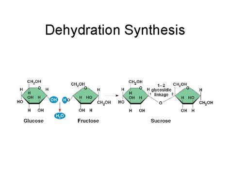 SBI U Biochemistry Macromolecules Carbohydrates Macromolecules