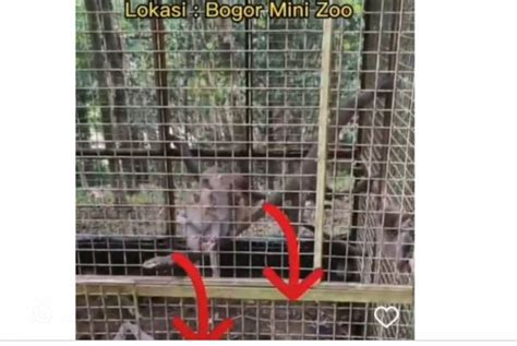 Viral Monyet Mati Di Kebun Binatang Mini Bogor Bima Arya Ngamuk