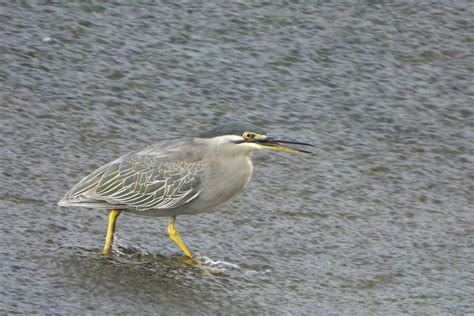 ササゴイ 2021 01 29 日本の野鳥識別図鑑