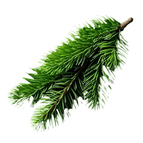 Green Christmas Pine Tree Branch Art Background Botanical Png