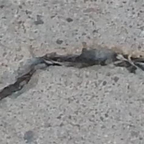 EquilibredDATASET Instance Segmentation Dataset By Crackdetection