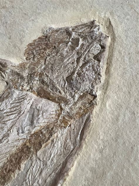 Fossils For Sale World Class Specimens Fossil Realm