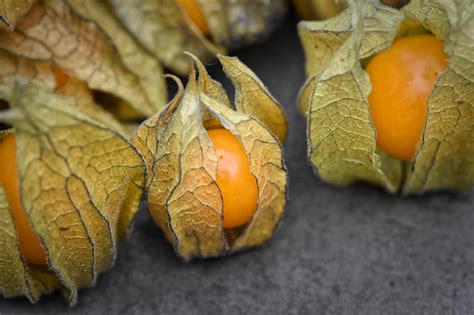 Physalis Fruit Berry Free Photo On Pixabay