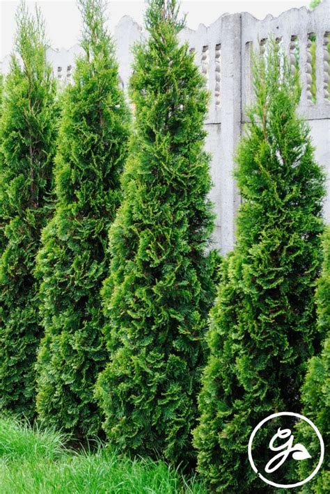 Types Of Arborvitae A Comprehensive Guide
