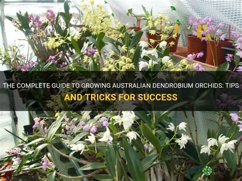 The Complete Guide To Growing Australian Dendrobium Orchids Tips And Tricks For Success Shuncy